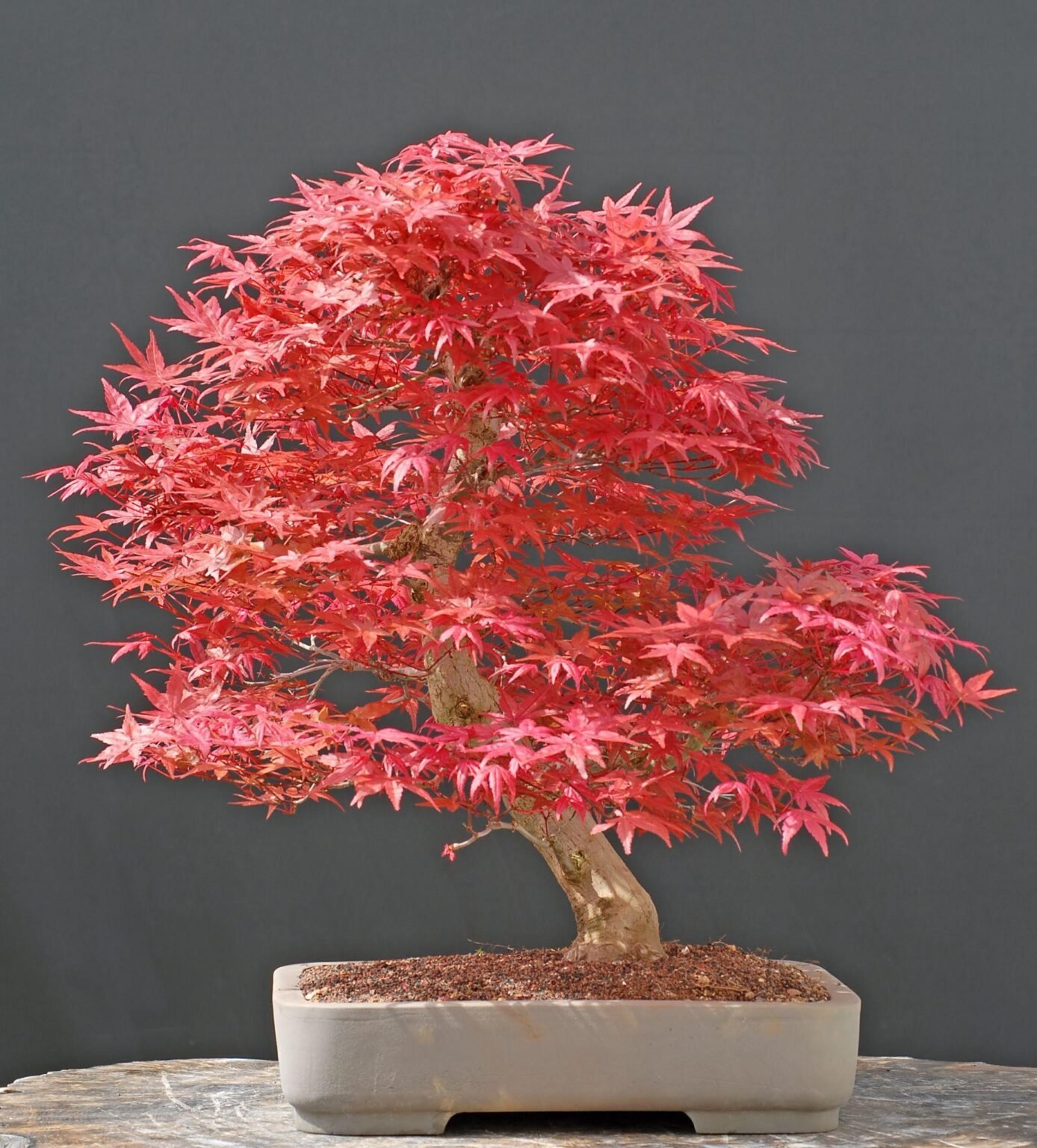 How Big Do Bonsai Trees Get? An Ultimate Guide to Bonsai Sizes