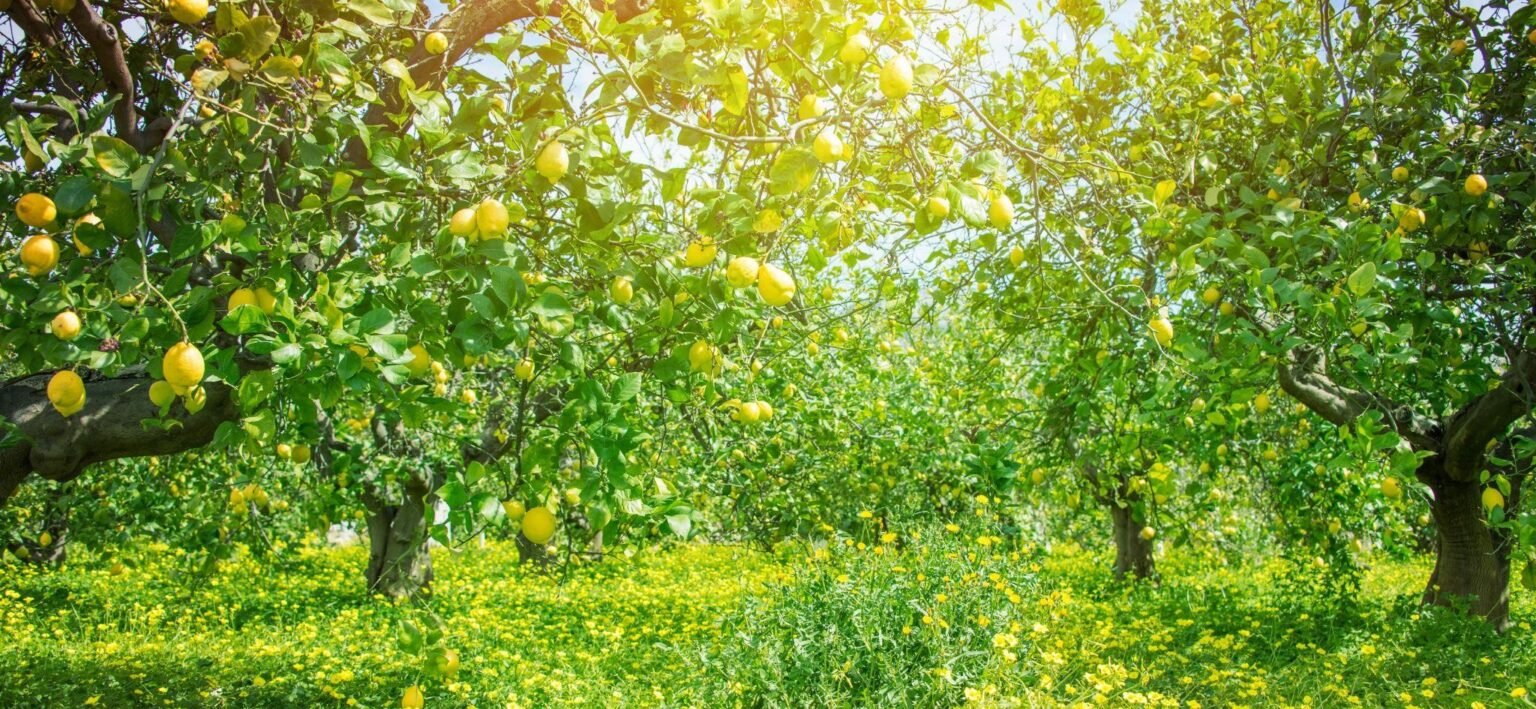 Lemon Tree Growth Stages - An Ultimate Guide - The Plant Bible