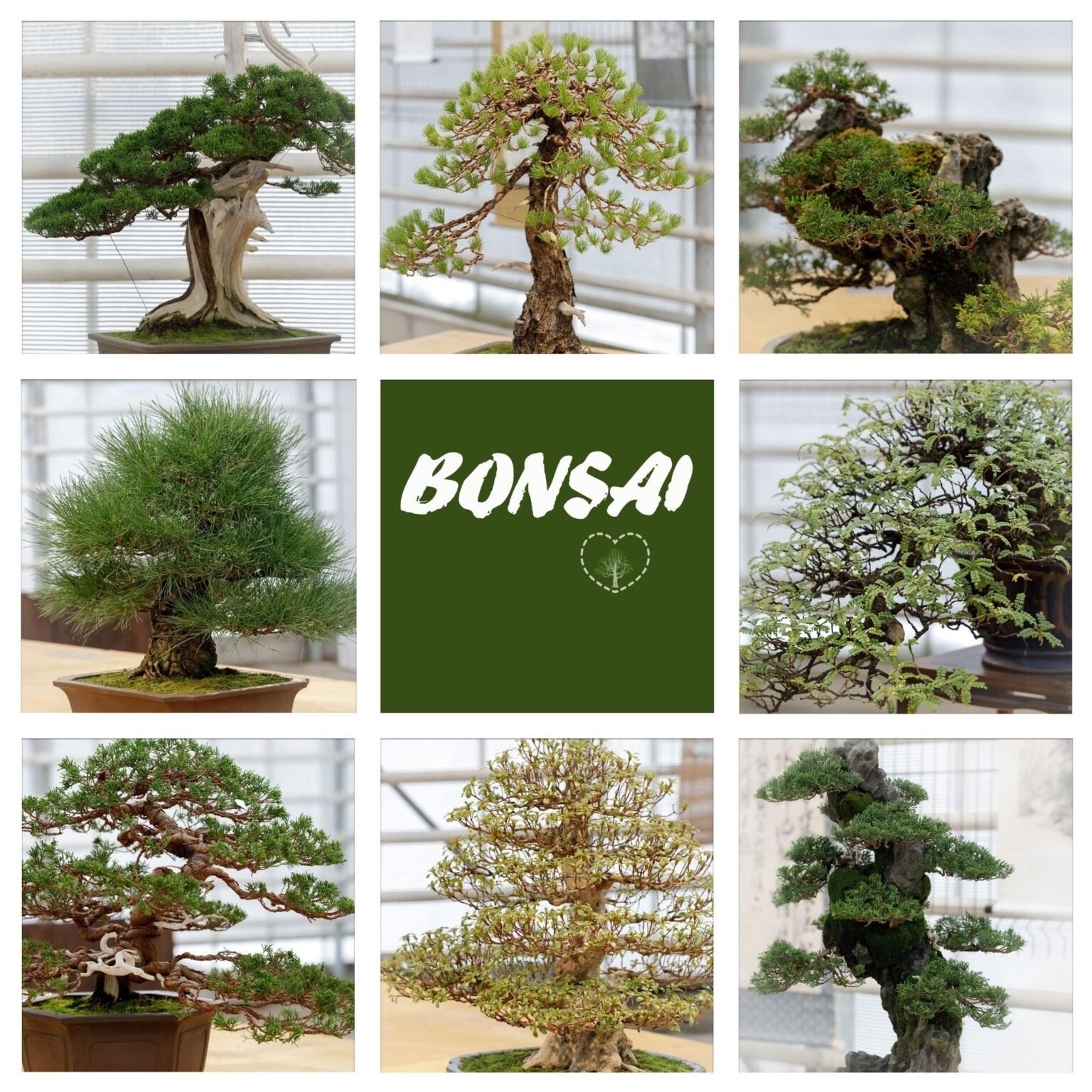 How Big Do Bonsai Trees Get? An Ultimate Guide to Bonsai Sizes