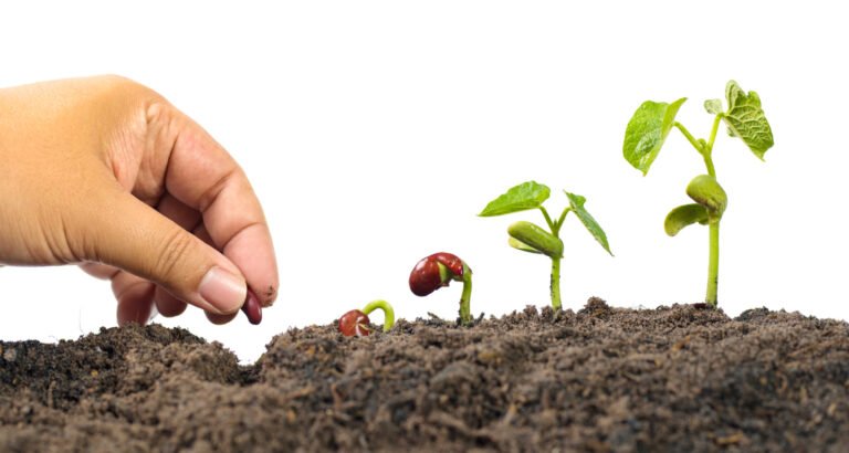 Broccoli Plant Growing Stages: Everything you need to know!