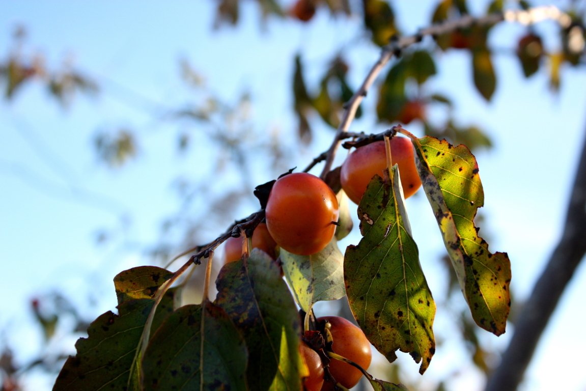 How to Grow a Fuyu Persimmon From Seed Vs How to Grow an American ...