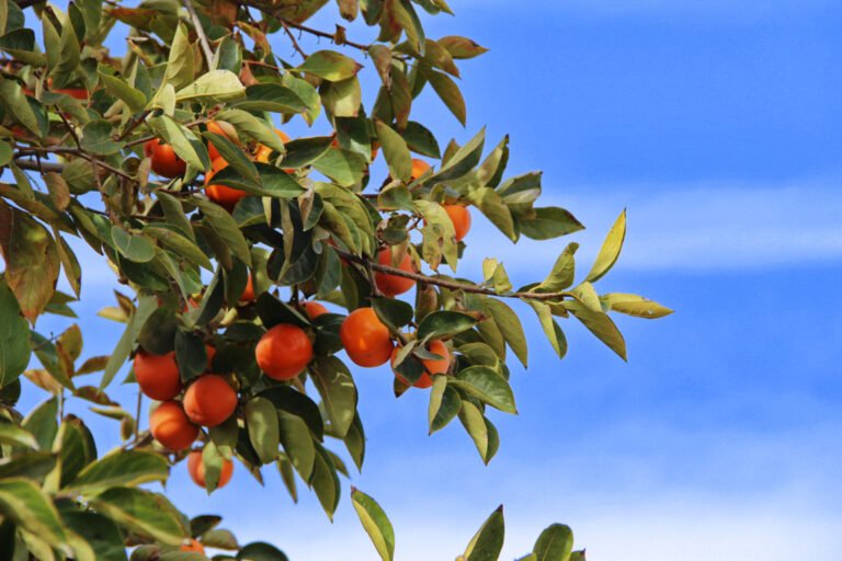 How to Grow a Persimmon Tree From Seed - A Step-by-Step Guide