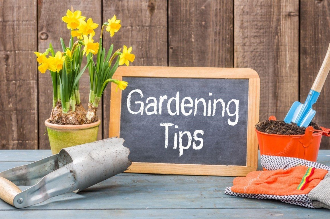 Unlocking the Secrets of Growing Ginger at Home: Back to Eden Gardening ...