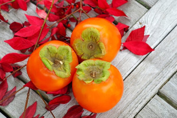 When is the Persimmon Season: A Definitive Guide - The Plant Bible