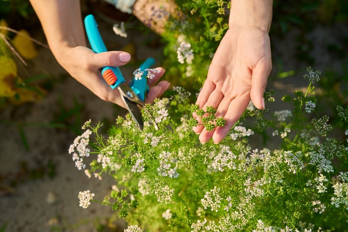 How to Harvest Cilantro Seeds- Dry, Collect & Store them!