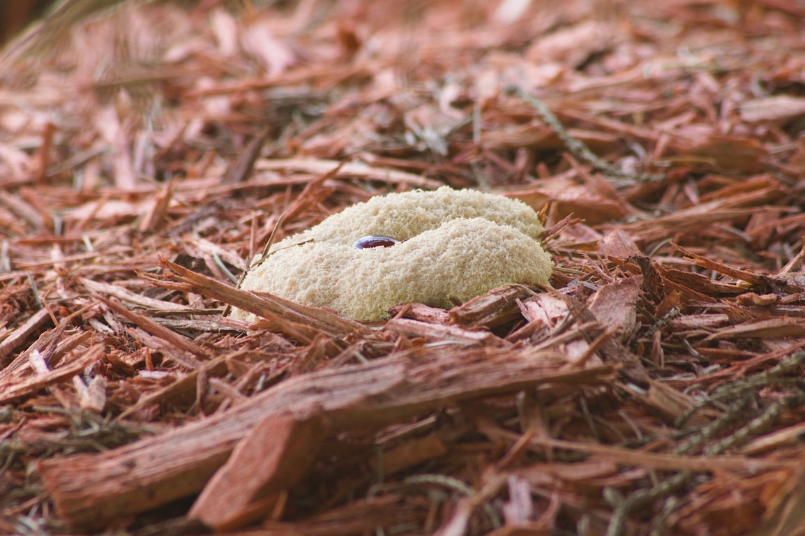 How to Get Rid of Mulch Fungus - Keep Your Mulch Top-Notch