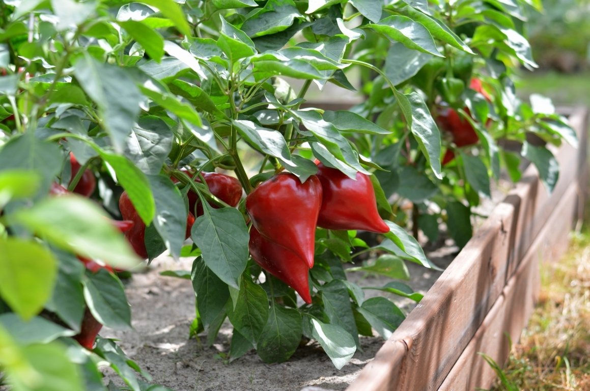 How to Plant Peppers in a Raised Bed - The Plant Bible