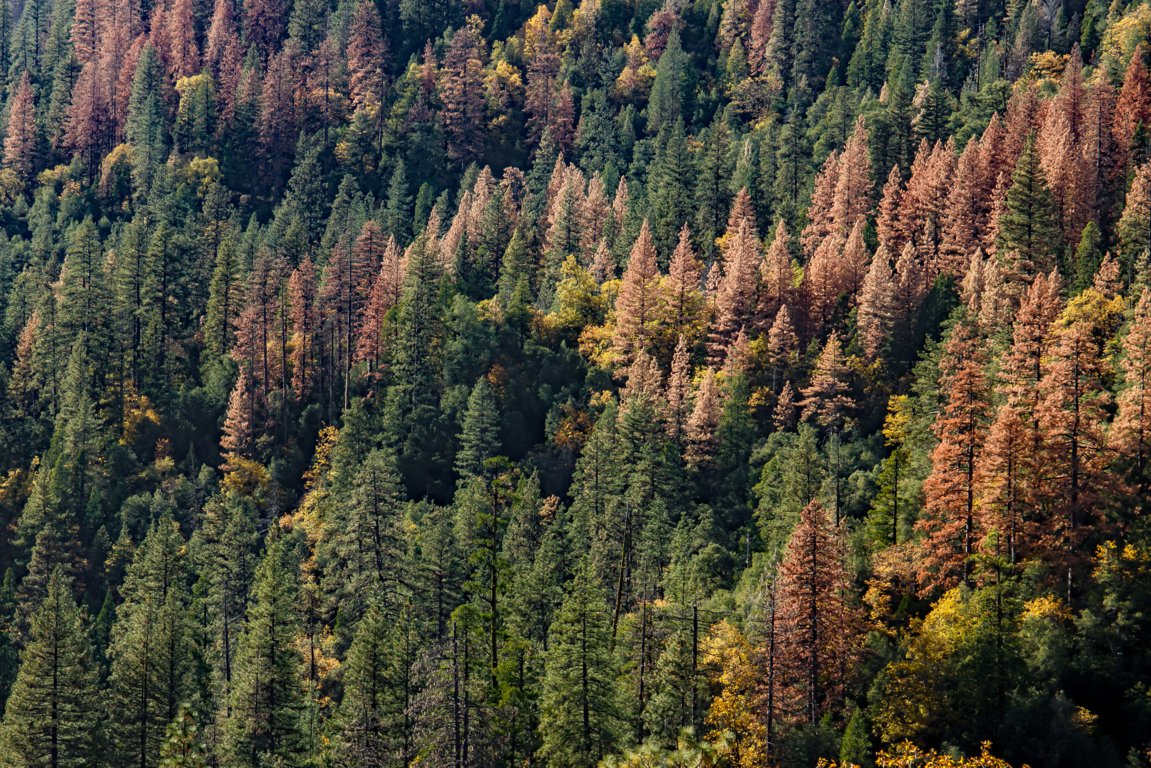 How to Tell if a Pine Tree is Dying: 7 Warning Signs - The Plant Bible