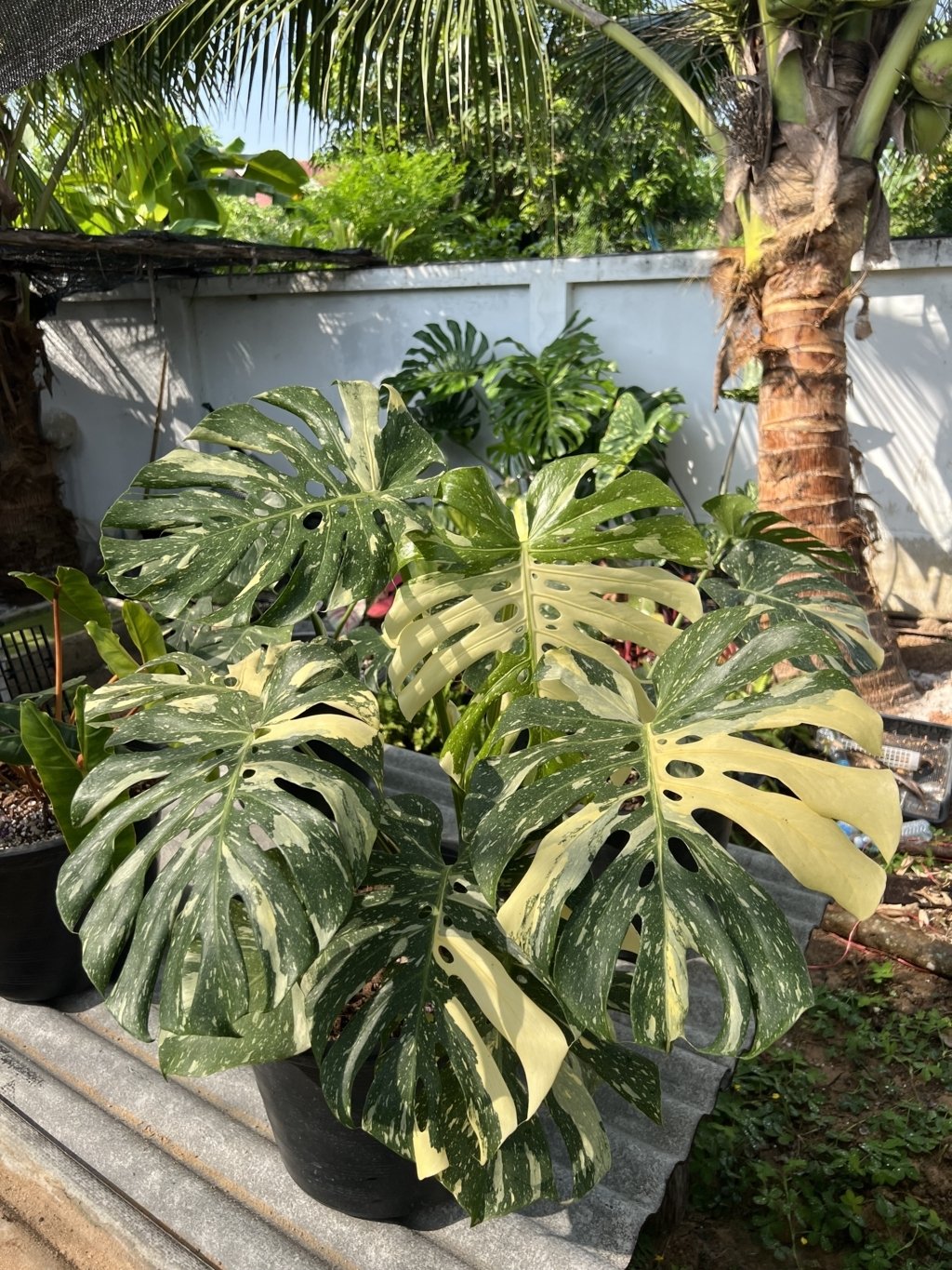 The Ultimate Showdown of Variegated Monsteras: Monstera Albo vs Thai ...