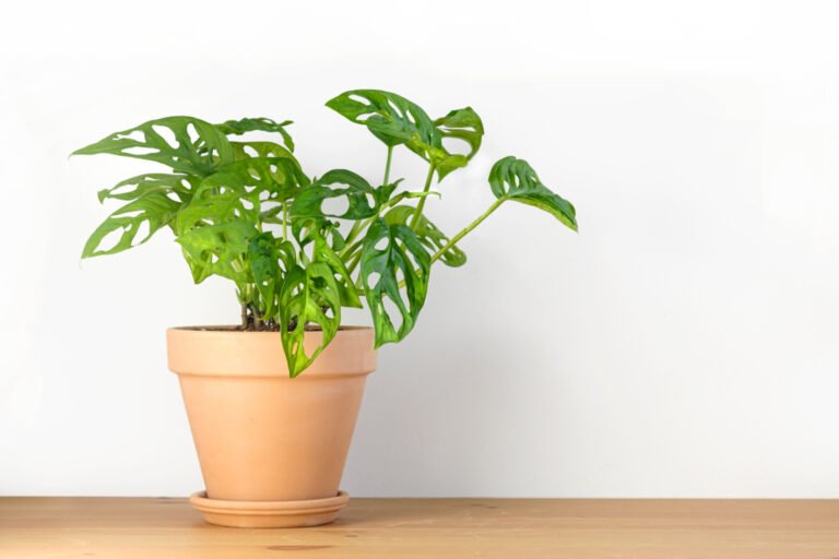 Monstera Pot Size Guide - Find the Best Fit for Your Plant