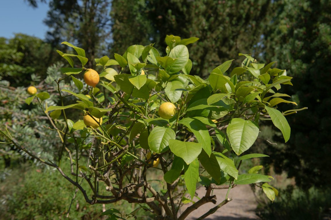 Dwarf Lemon Tree Growth Stages - The Plant Bible