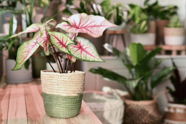 How to Care for an Angel Plant - The Plant Bible
