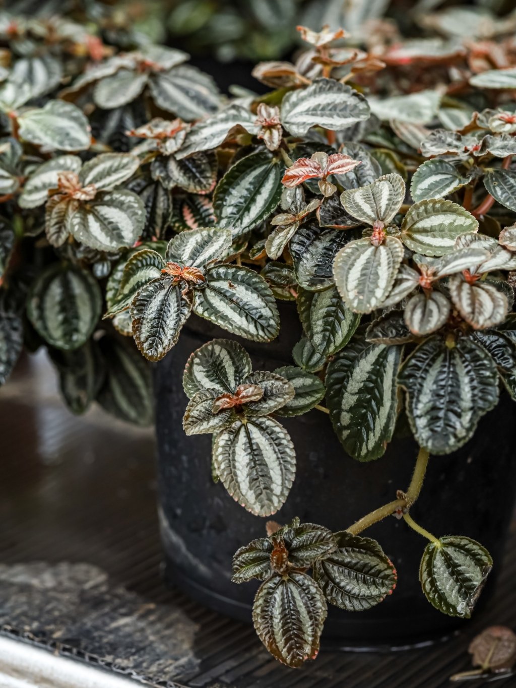 How to Care for an Angel Plant - The Plant Bible