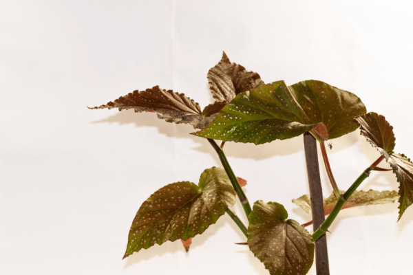 Why is my Angel Wing Plant Drooping? Learn the Causes and Treatment