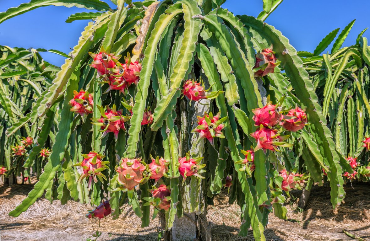 Blue Dragon Fruit Plant: A Guide on Planting, Growing and Caring