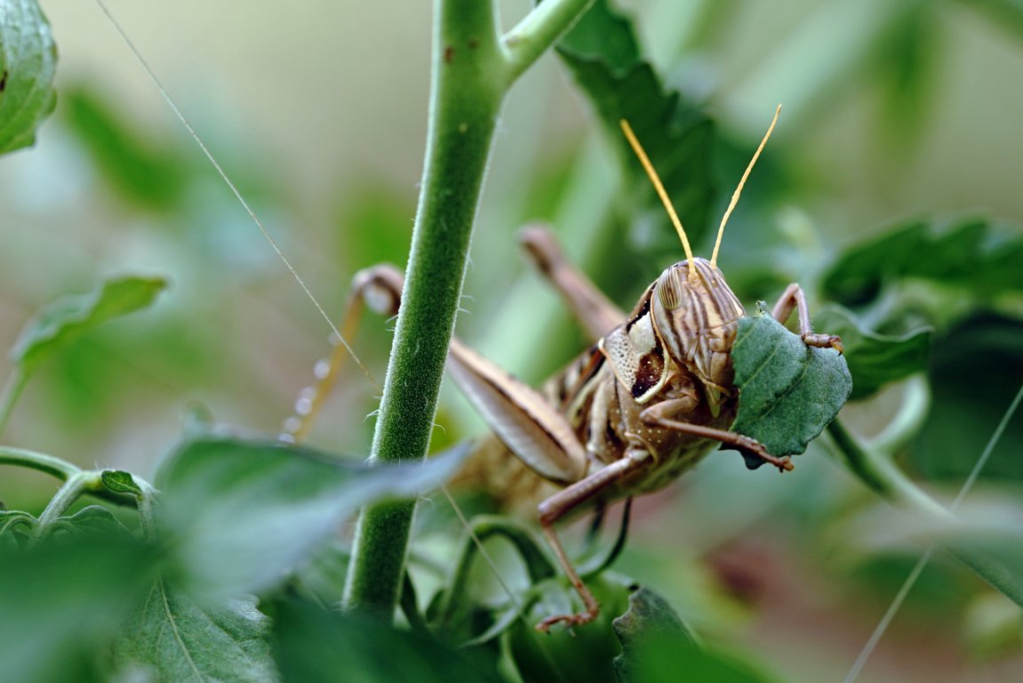 Get to Know the Common Garden Insects: Locust vs Grasshopper vs Cicada