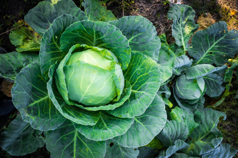 Flowers and Plants that Look Like Cabbage - The Plant Bible