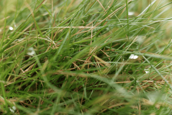 Everything You Need to Know About Creeping Red Fescue Grass