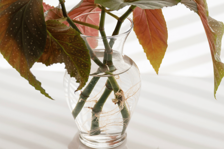 Why is my Angel Wing Plant Drooping? Learn the Causes and Treatment