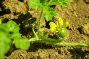 Watermelon Growing Stages: A Comprehensive Guide