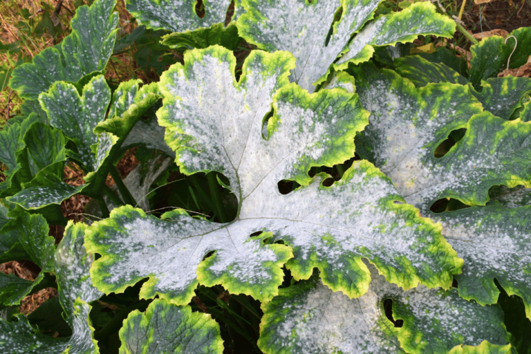 How to Care for an Angel Plant - The Plant Bible