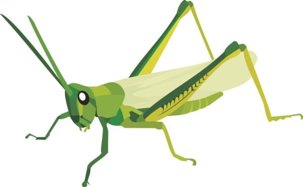 Get to Know the Common Garden Insects: Locust vs Grasshopper vs Cicada