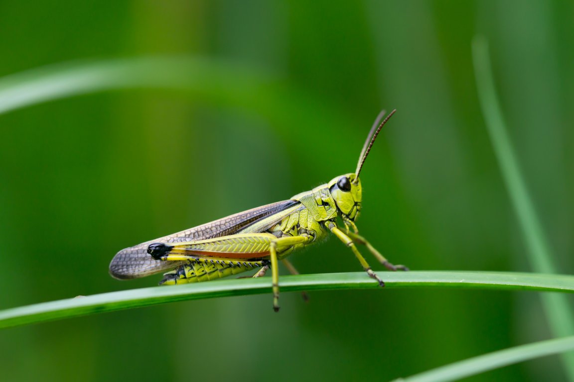 Get to Know the Common Garden Insects: Locust vs Grasshopper vs Cicada