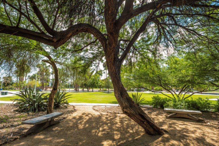 10 Best Drought Tolerant Trees to Grow in Your Garden