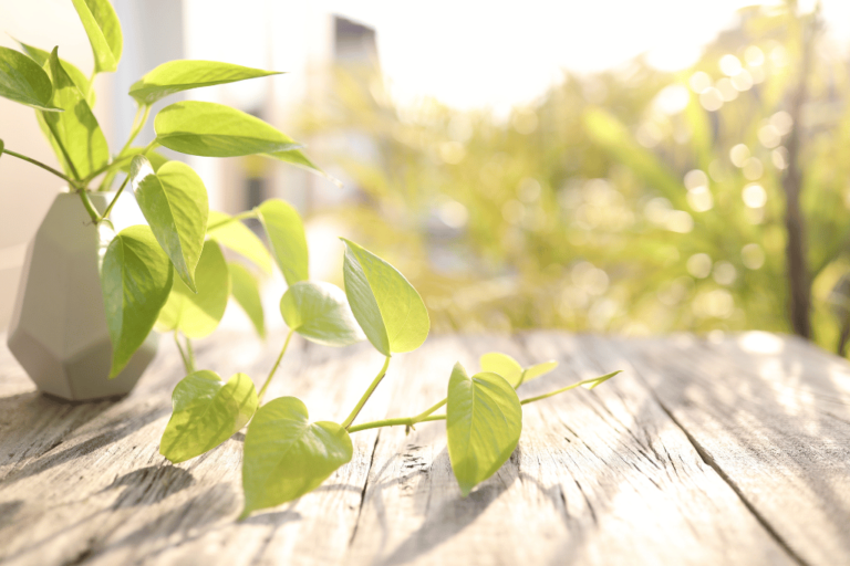 Growing Pothos Outdoors: What You Need to Know Before Taking the Plunge