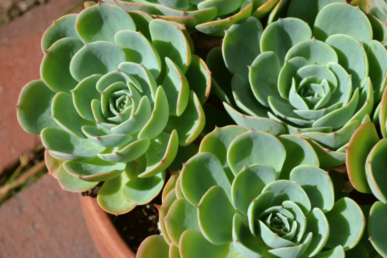How to Recognize and Revive an Unhealthy Hen and Chick Plant