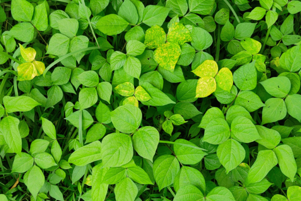 Top 10 Plants That Look Like Poison Ivy but Aren’t - The Plant Bible