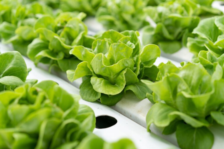 How to Start Seeds for Hydroponics: Soilless Seed Propagation