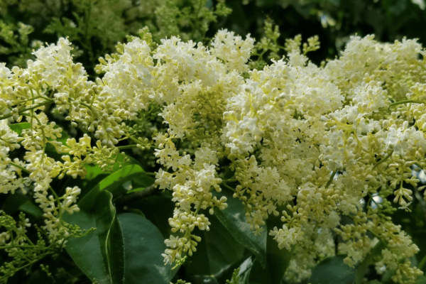 Ivory Silk Lilac Tree Pros And Cons: Should You Plant One in Your Yard?