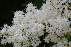 Ivory Silk Lilac Tree Pros And Cons: Should You Plant One in Your Yard?