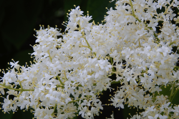 Ivory Silk Lilac Tree Pros And Cons: Should You Plant One in Your Yard?