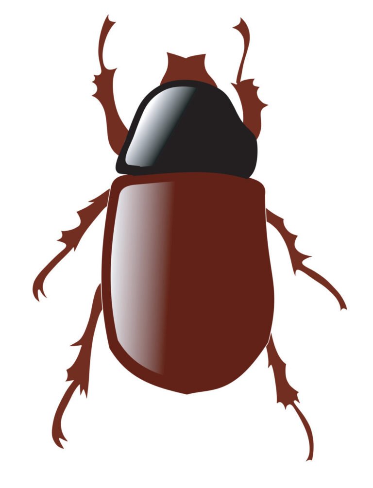 Japanese Beetles vs June Bugs: A Comparison Guide - The Plant Bible