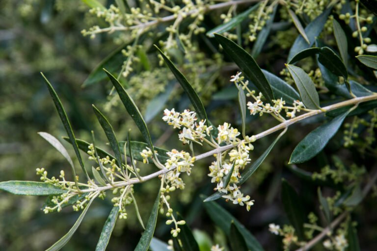 How to Grow a Kalamata Olive Tree - A Complete Guide