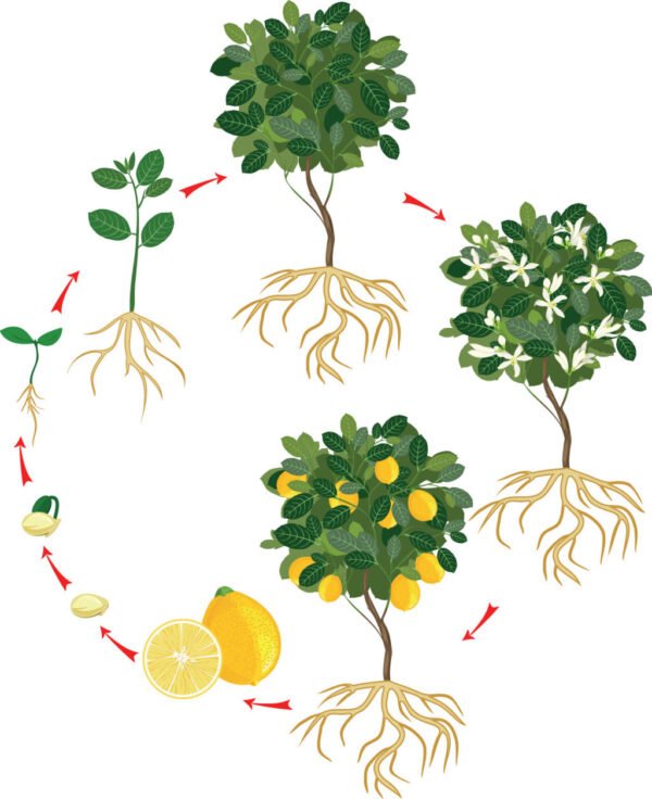Lemon Tree Growth Stages - An Ultimate Guide - The Plant Bible