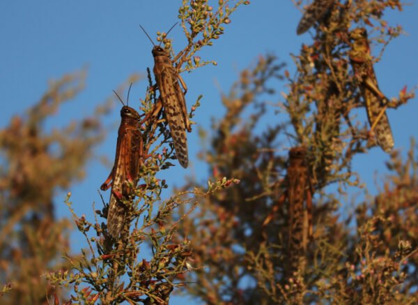 Get to Know the Common Garden Insects: Locust vs Grasshopper vs Cicada