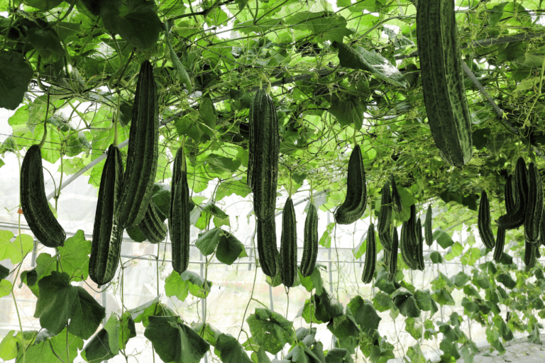 A Long, Winding List of Vine Growing Vegetables - The Plant Bible