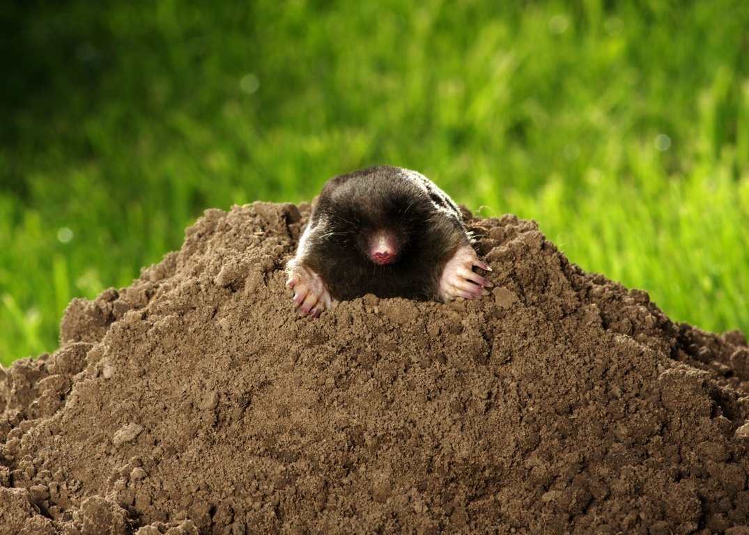 Unearthing the Mystery Behind Small Holes in the Lawn Overnight