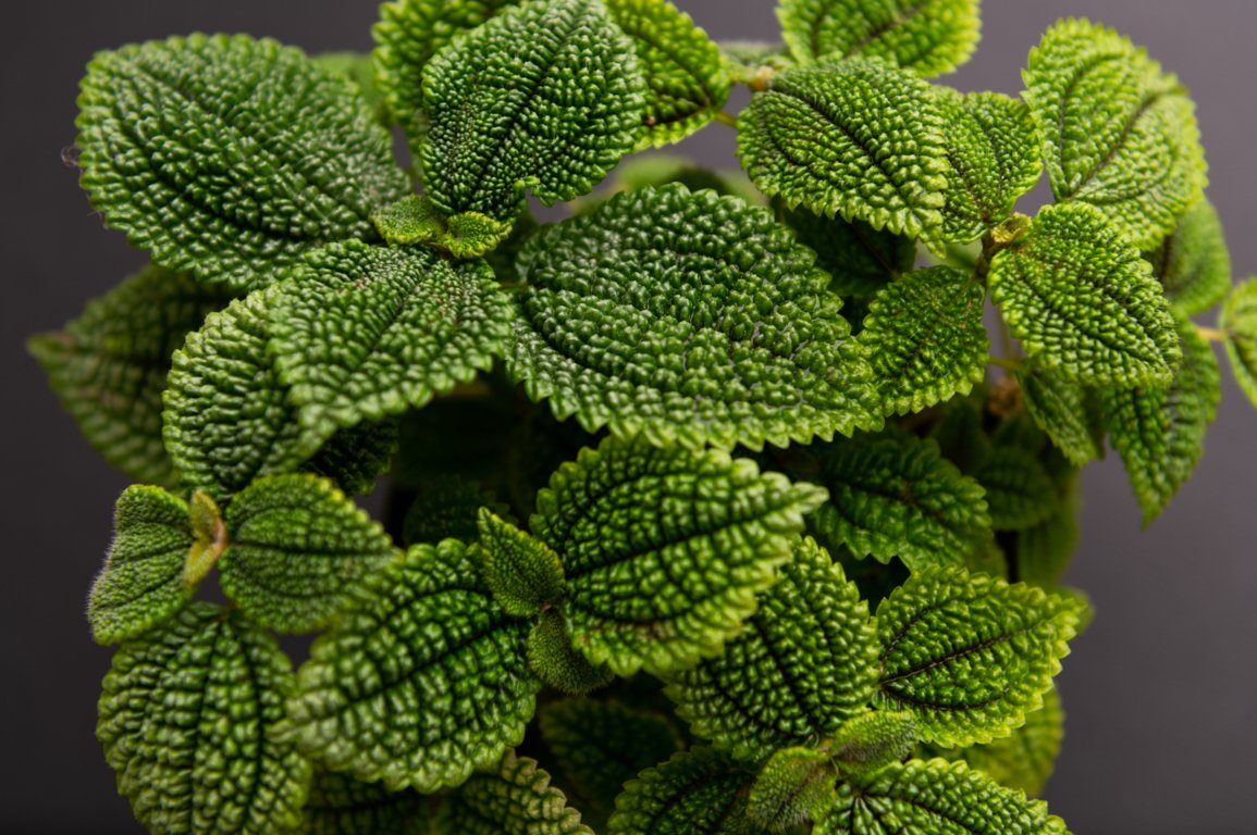 A Beginner's Guide to Moon Valley Friendship Plant