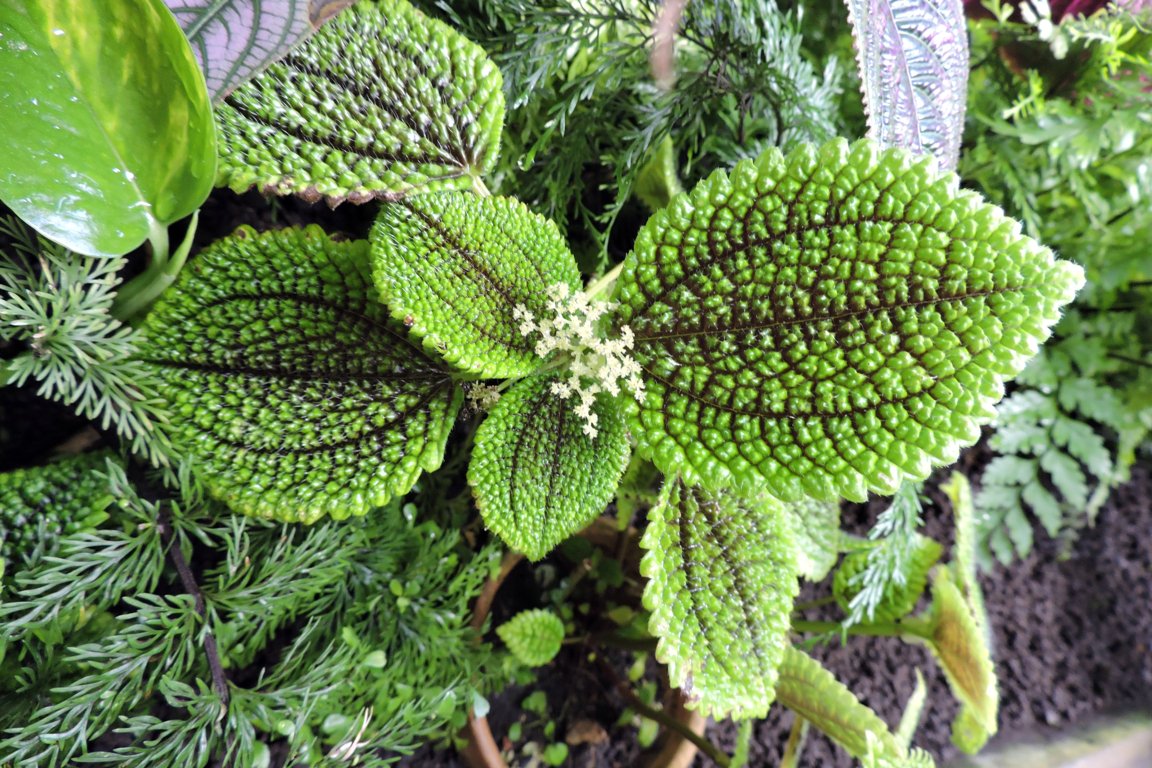 A Beginner's Guide to Moon Valley Friendship Plant