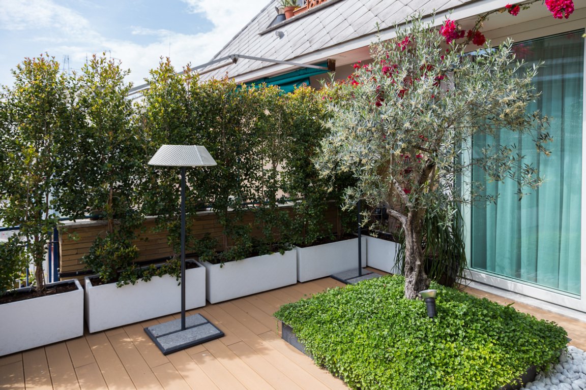 How to Grow a Kalamata Olive Tree - A Complete Guide