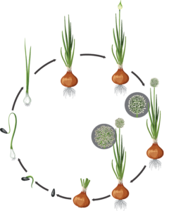 Let's Finally Settle The Question: Do Onions Grow Underground?