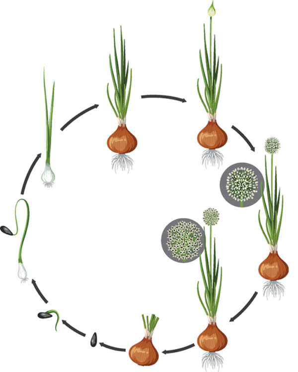 Let's Finally Settle The Question: Do Onions Grow Underground?