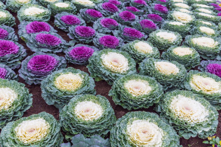 Flowers and Plants that Look Like Cabbage - The Plant Bible