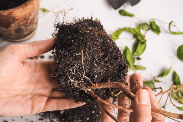 Peace Lily Root Rot: Symptoms, Identification and Solution