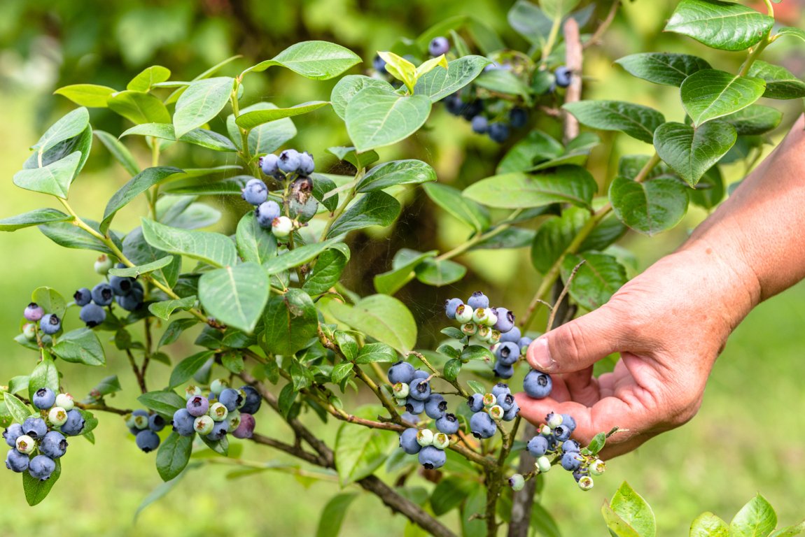 Uncovering the Truth: Do Blueberries Have Seeds? - The Plant Bible
