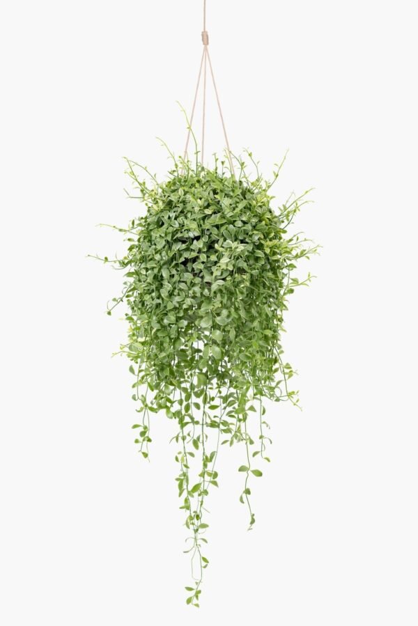 How to Care for an Angel Plant - The Plant Bible